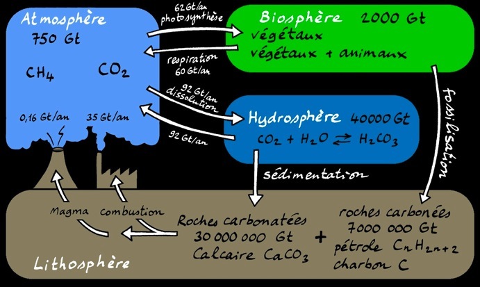 Schéma Simple Du Cycle Du Carbone Comprendre Le Cycle Du Carbone